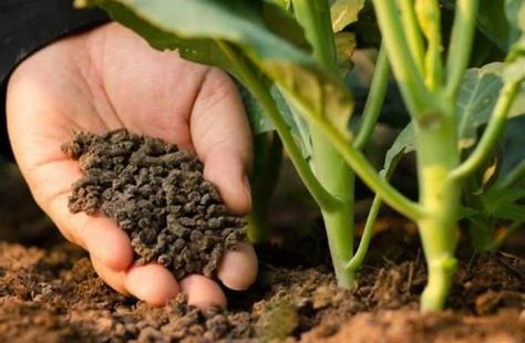 Horse Manure vs. Cow Manure: Which Is Better for Your Garden? - Huaxin ...