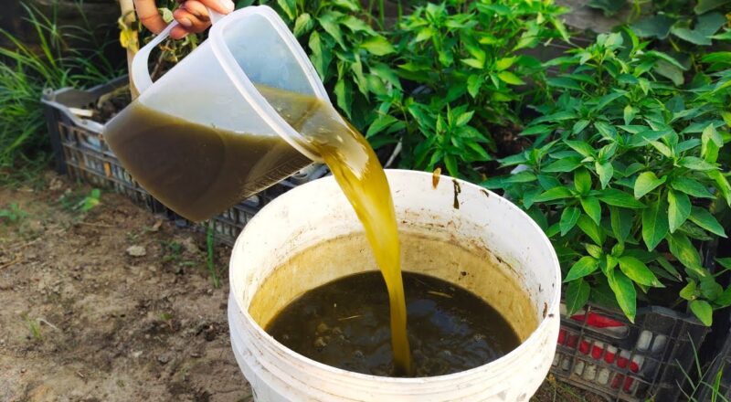 How to Make Liquid Organic Fertilizer: Homemade Guides & Ingredients