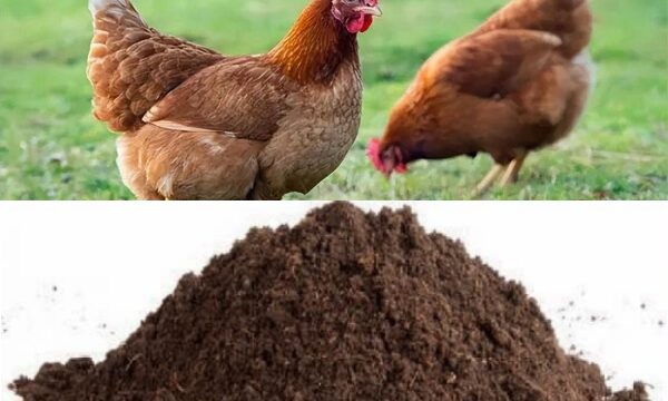Is Chicken Poop Good Fertilizer? A Guide to Hen Manure for Gardens