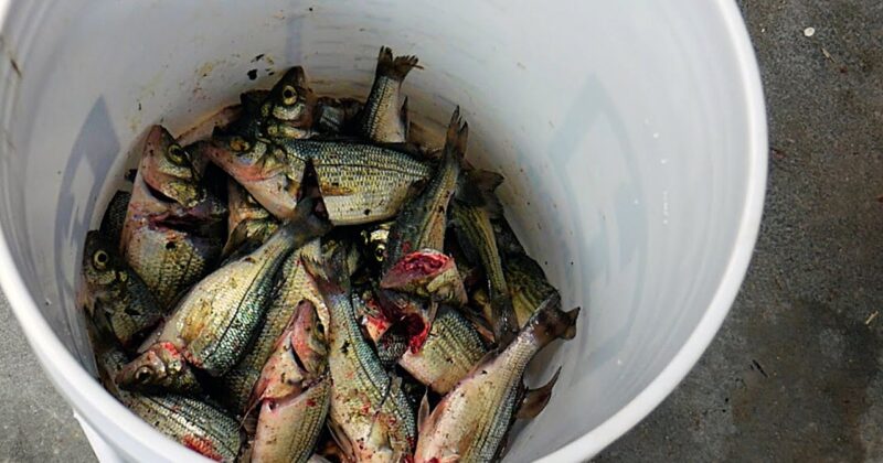 How to Make Fish Emulsion Fertilizer | A Simple DIY Guide